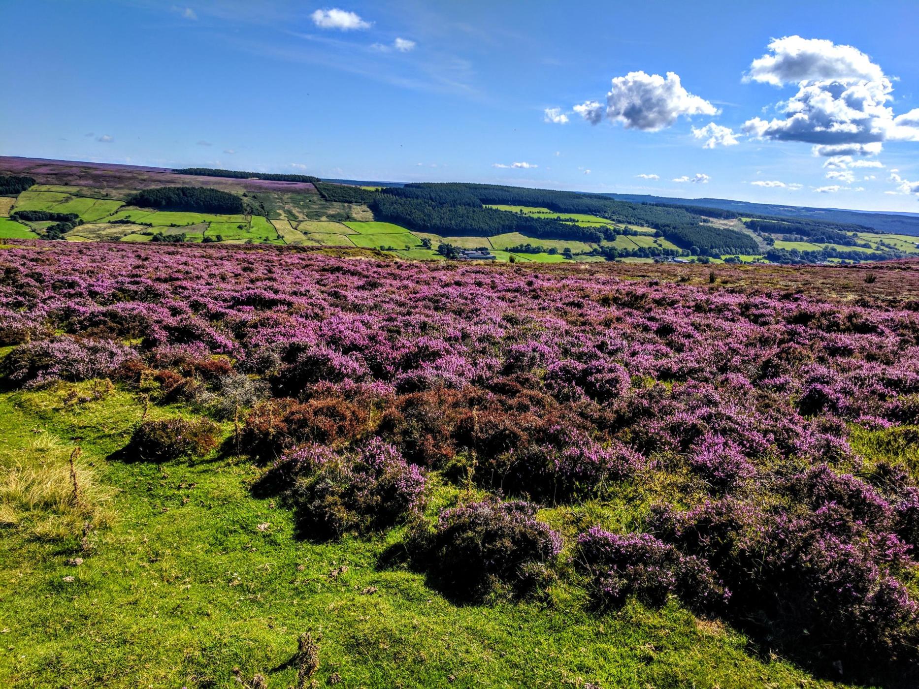 5 Reasons To Visit The North York Moors | Grand Yorkshire